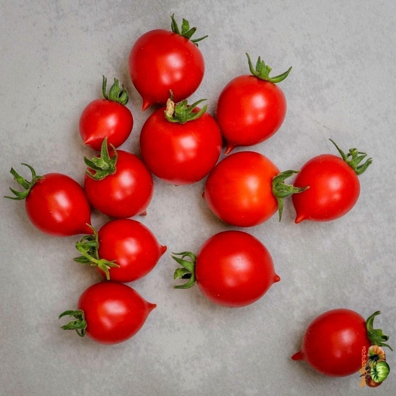 GERANIUM KISS Tomato Seeds - Price: €1.85